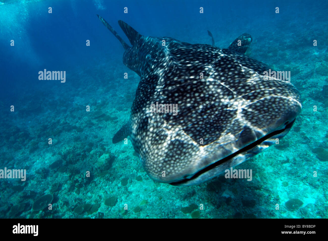 Squalo balena immagini e fotografie stock ad alta risoluzione - Alamy