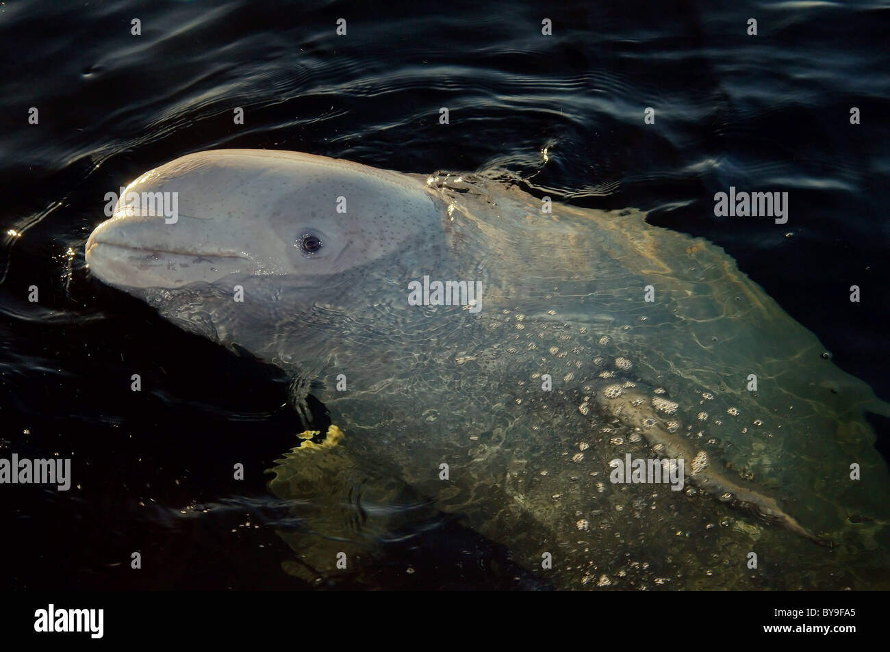 Balena bianca immagini e fotografie stock ad alta risoluzione - Alamy