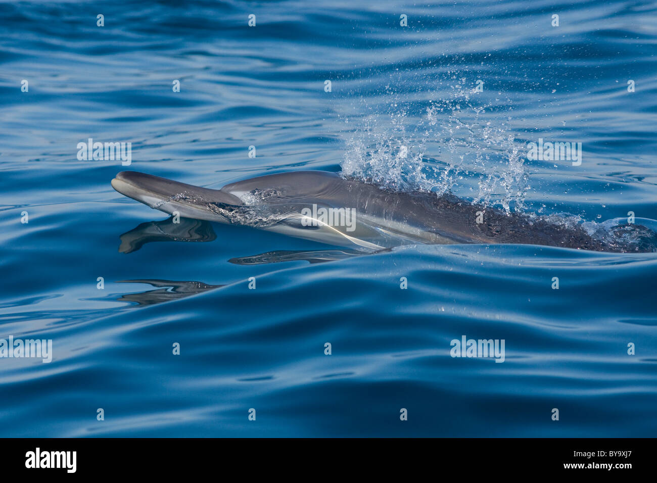 Delfino comune dal lungo becco immagini e fotografie stock ad alta ...