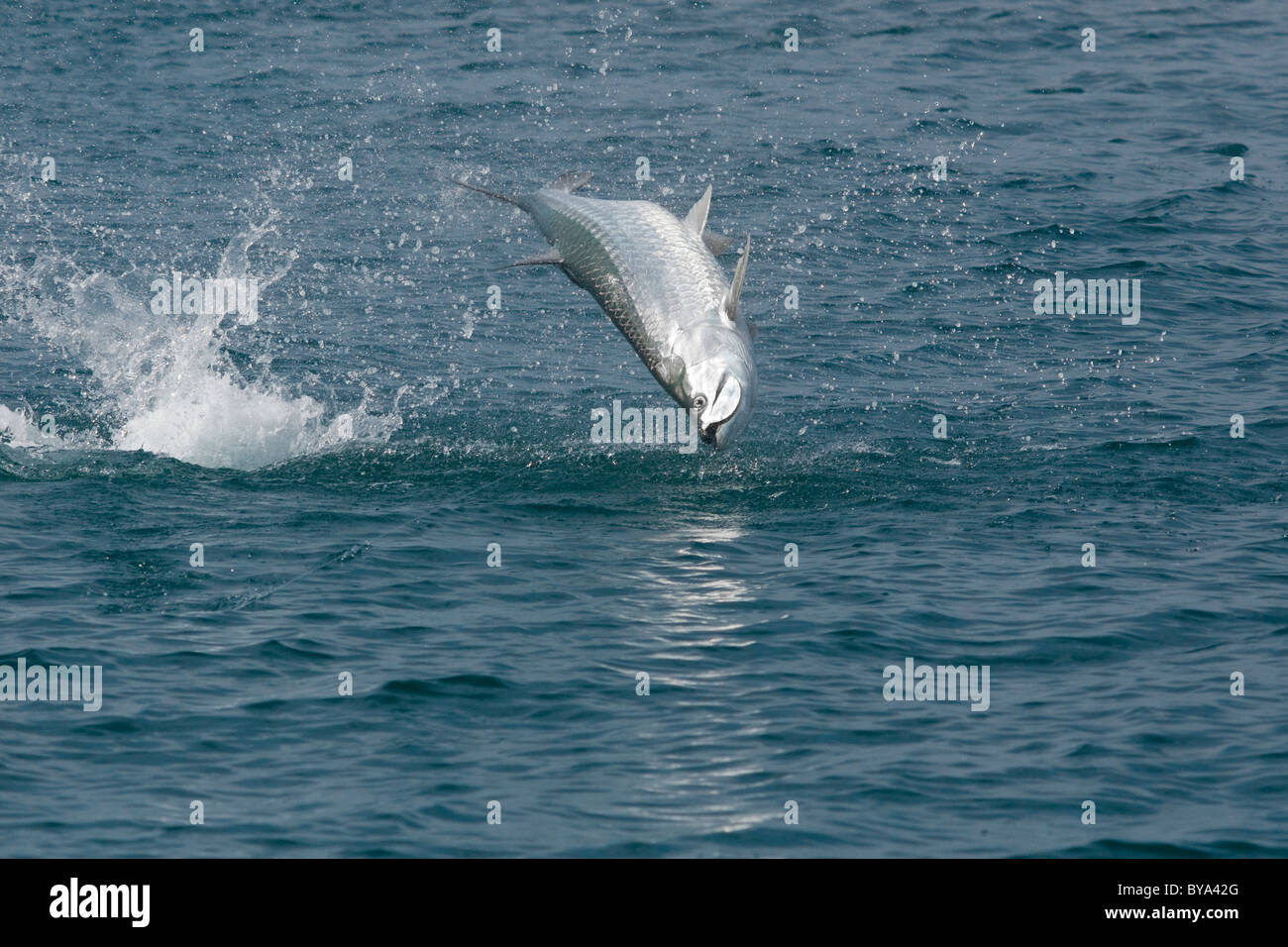 Atlantic tarpon immagini e fotografie stock ad alta risoluzione - Alamy