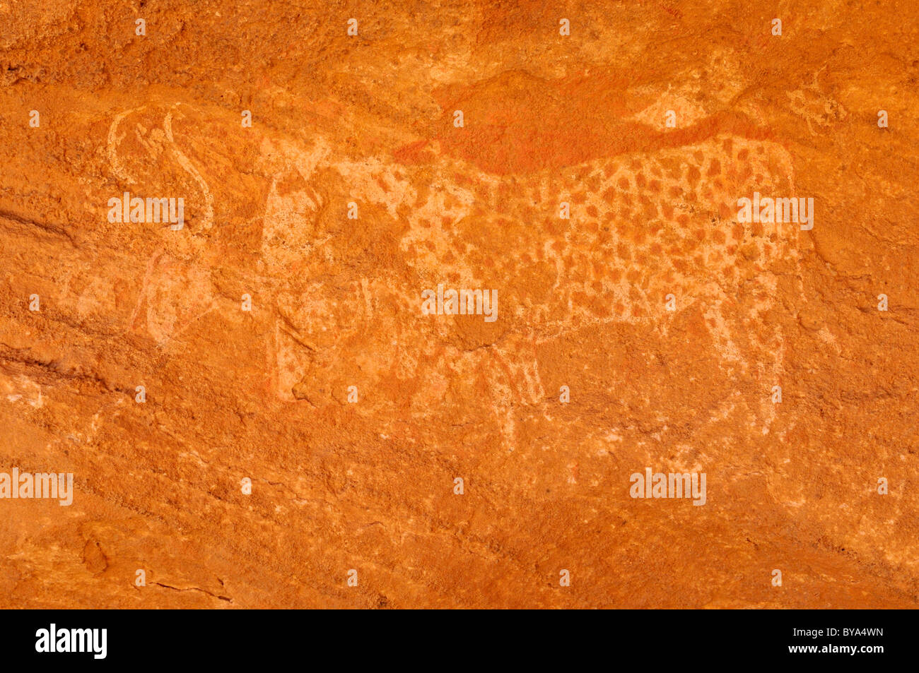 Incisione di roccia di una vacca, neolitica arte rupestre di Tasset ...
