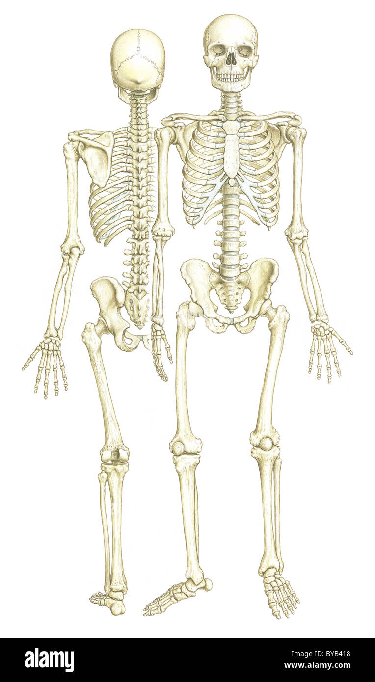 Scheletro umano fronte retro Immagini senza sfondo e Foto Stock ...