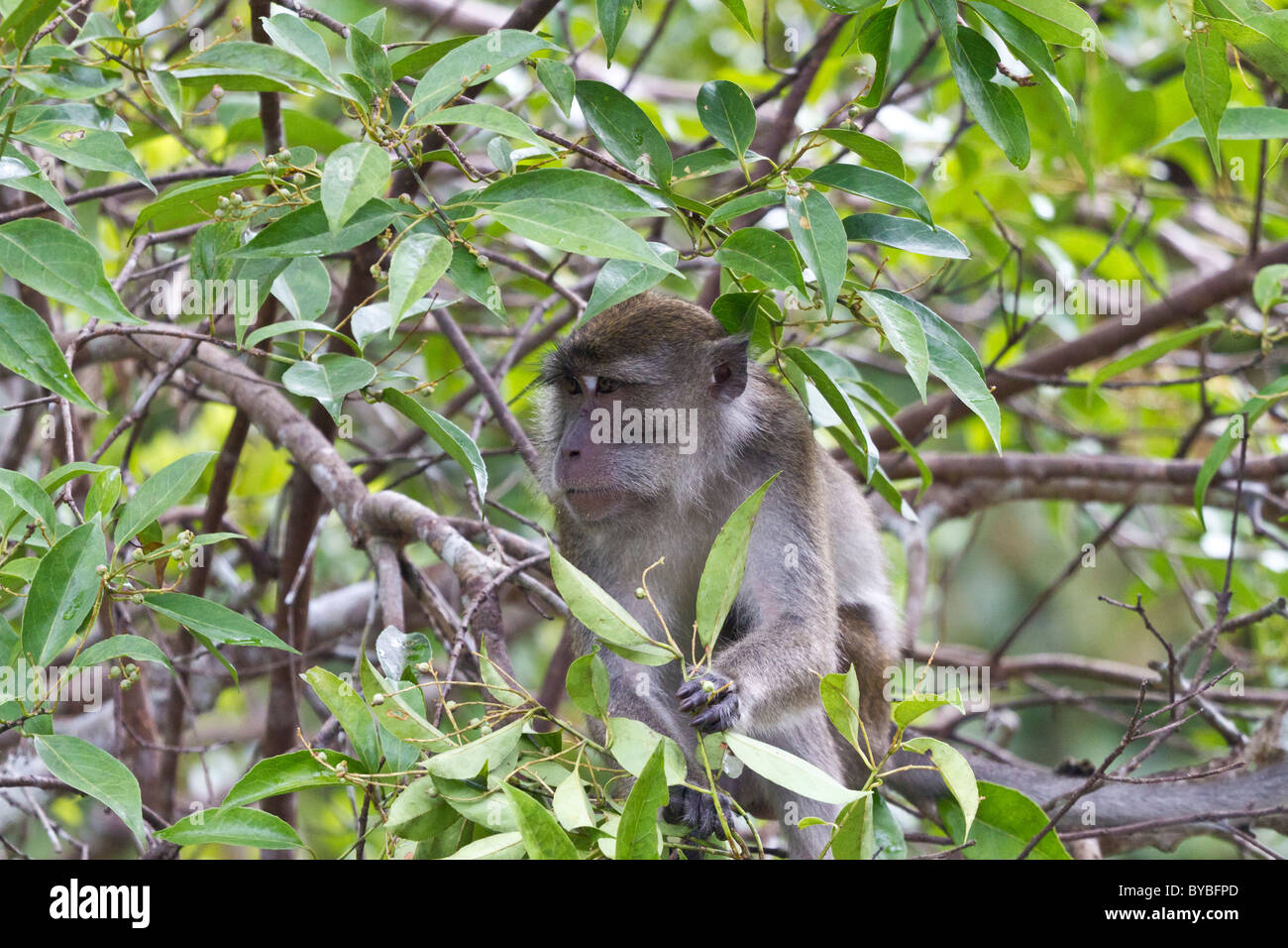 Scimmia macaco sugli alberi immagini e fotografie stock ad alta ...