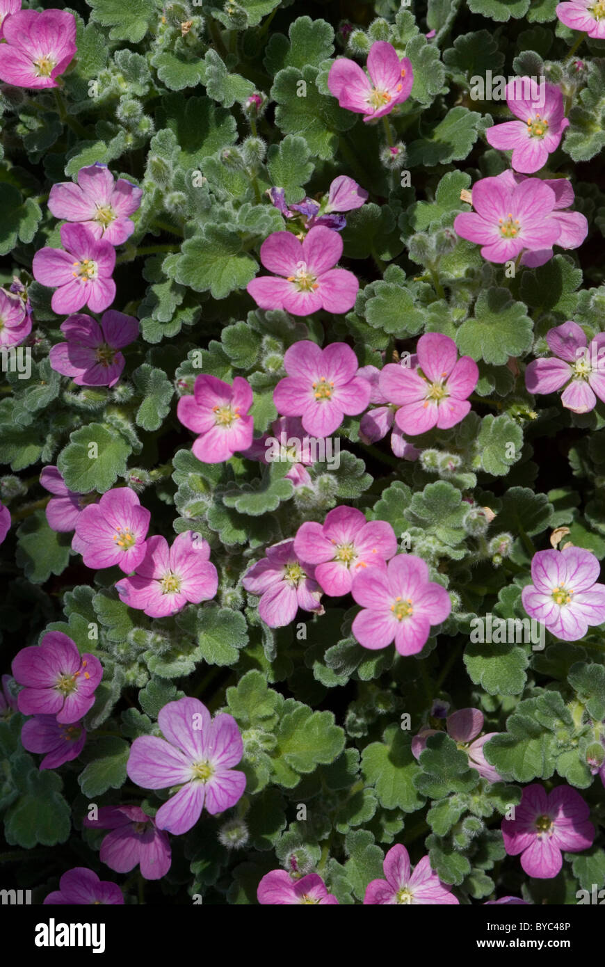 Erodium variabile immagini e fotografie stock ad alta risoluzione - Alamy