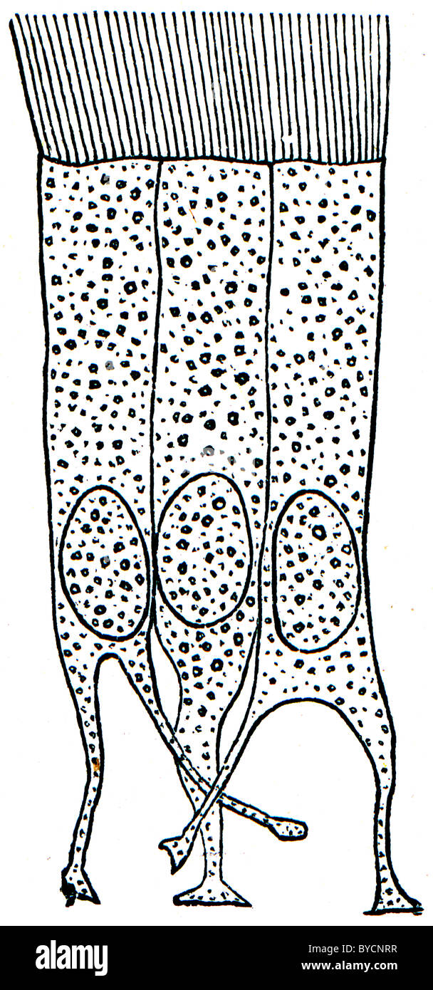 Ciliated epithelium immagini e fotografie stock ad alta risoluzione - Alamy