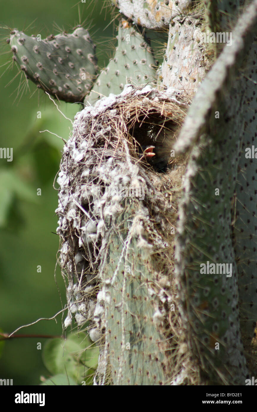 Cactus Finch nido su Isla Isabela nelle isole Galapagos Foto stock - Alamy