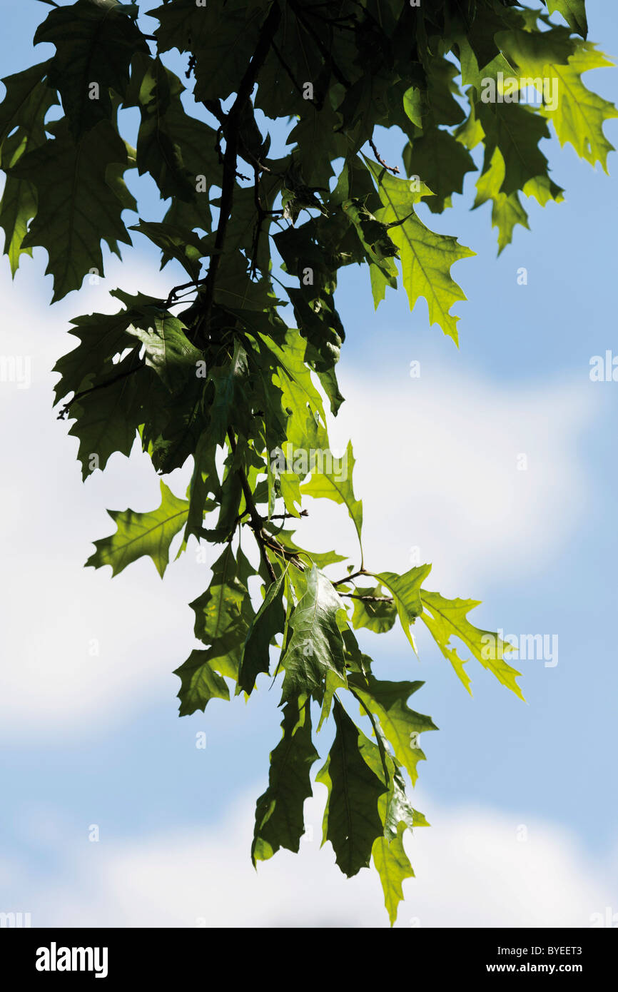 Quercus cerris immagini e fotografie stock ad alta risoluzione - Alamy