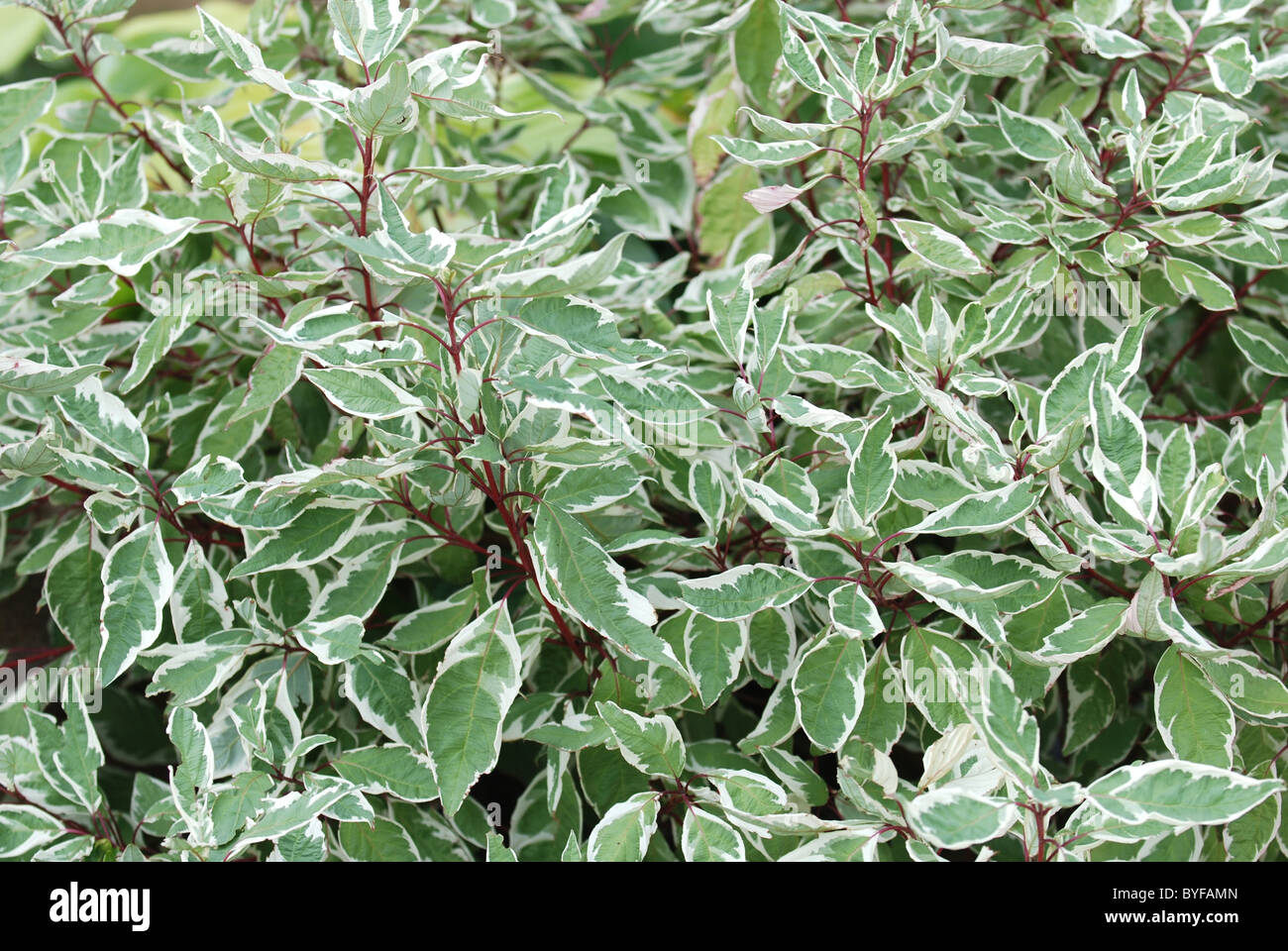 Pianta di corniolo immagini e fotografie stock ad alta risoluzione - Alamy