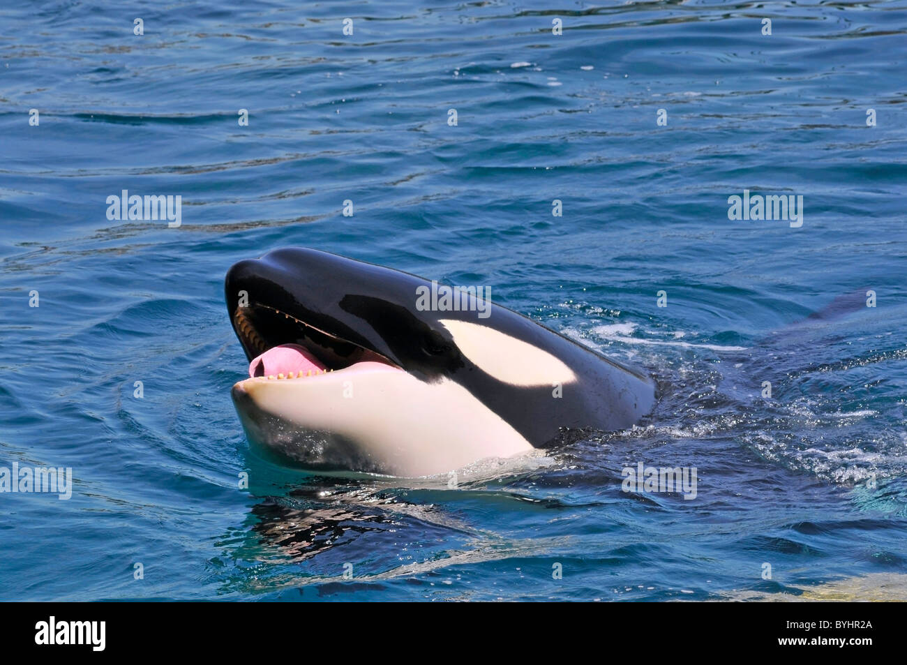 Killer whale orca tooth orcinus immagini e fotografie stock ad alta ...