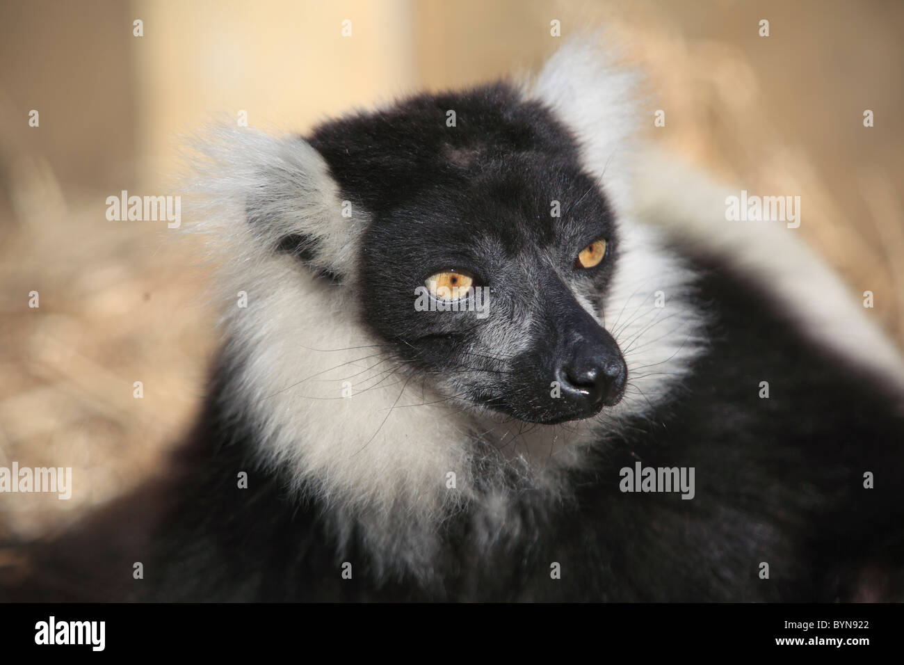 Lemuri ruffati in bianco e nero immagini e fotografie stock ad alta ...