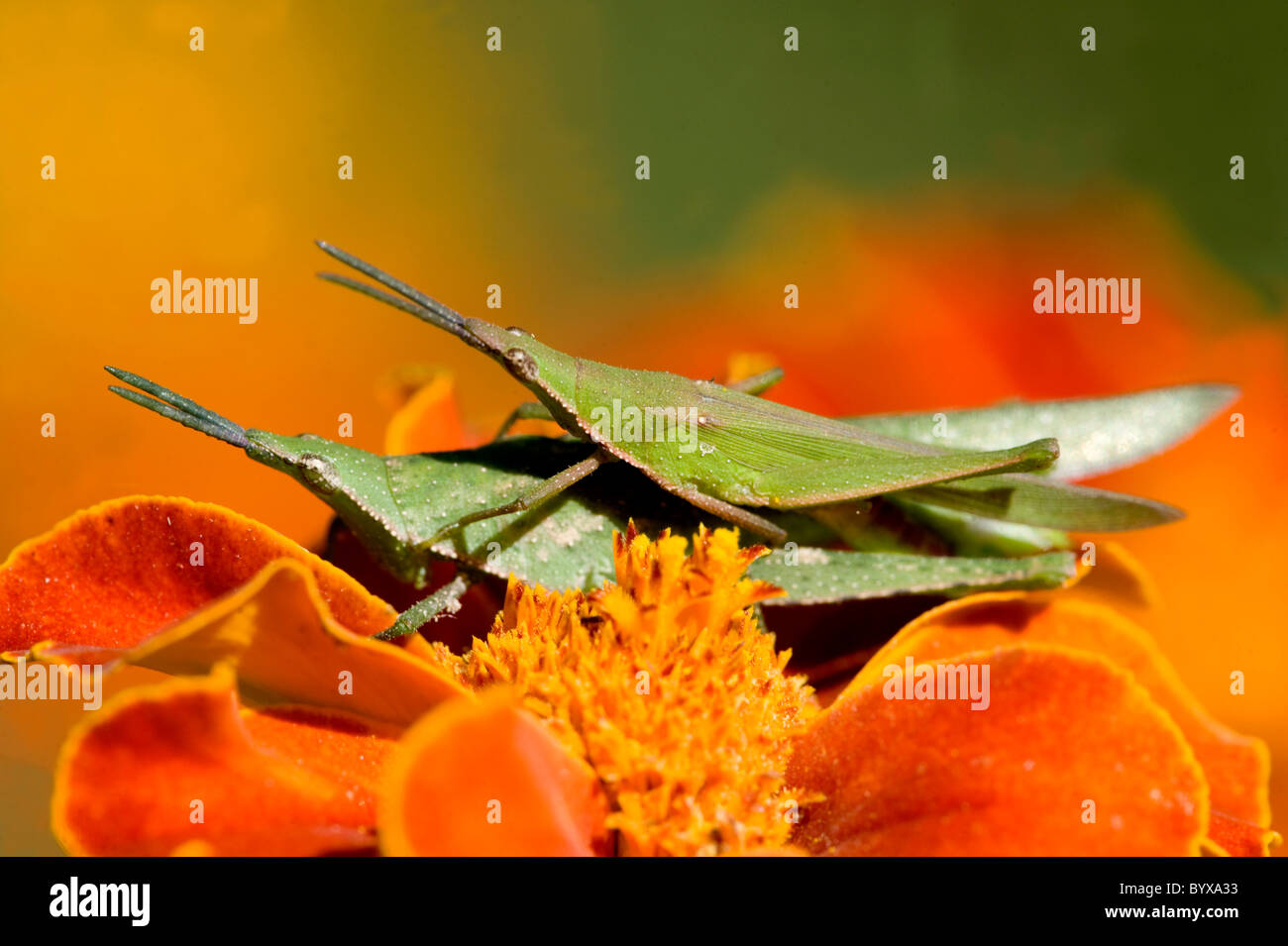 Cavallette ortotteri immagini e fotografie stock ad alta risoluzione ...