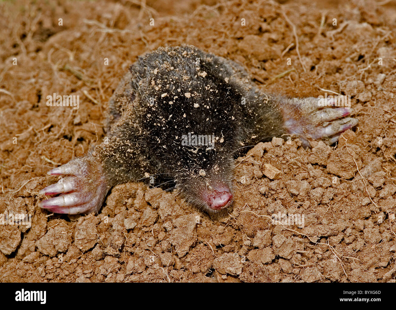 Talpa Animale Immagini e Fotos Stock - Alamy