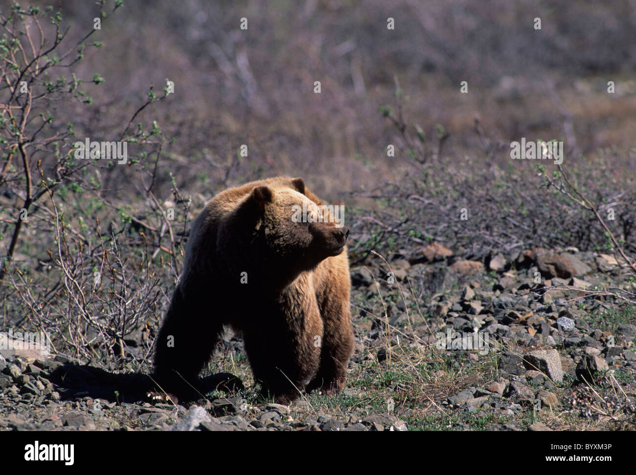 Orso bruno Orso Orsi Grizzly Orso grizzly, Alaska Alaskan, Parco ...