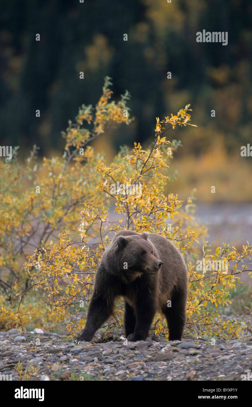 Alaska Denali National Park, di orso bruno Orso Orsi Grizzly Orso ...