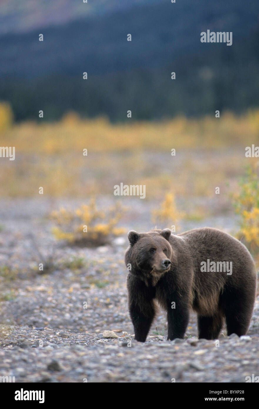 Alaska Denali National Park, di orso bruno Orso Orsi Grizzly Orso ...