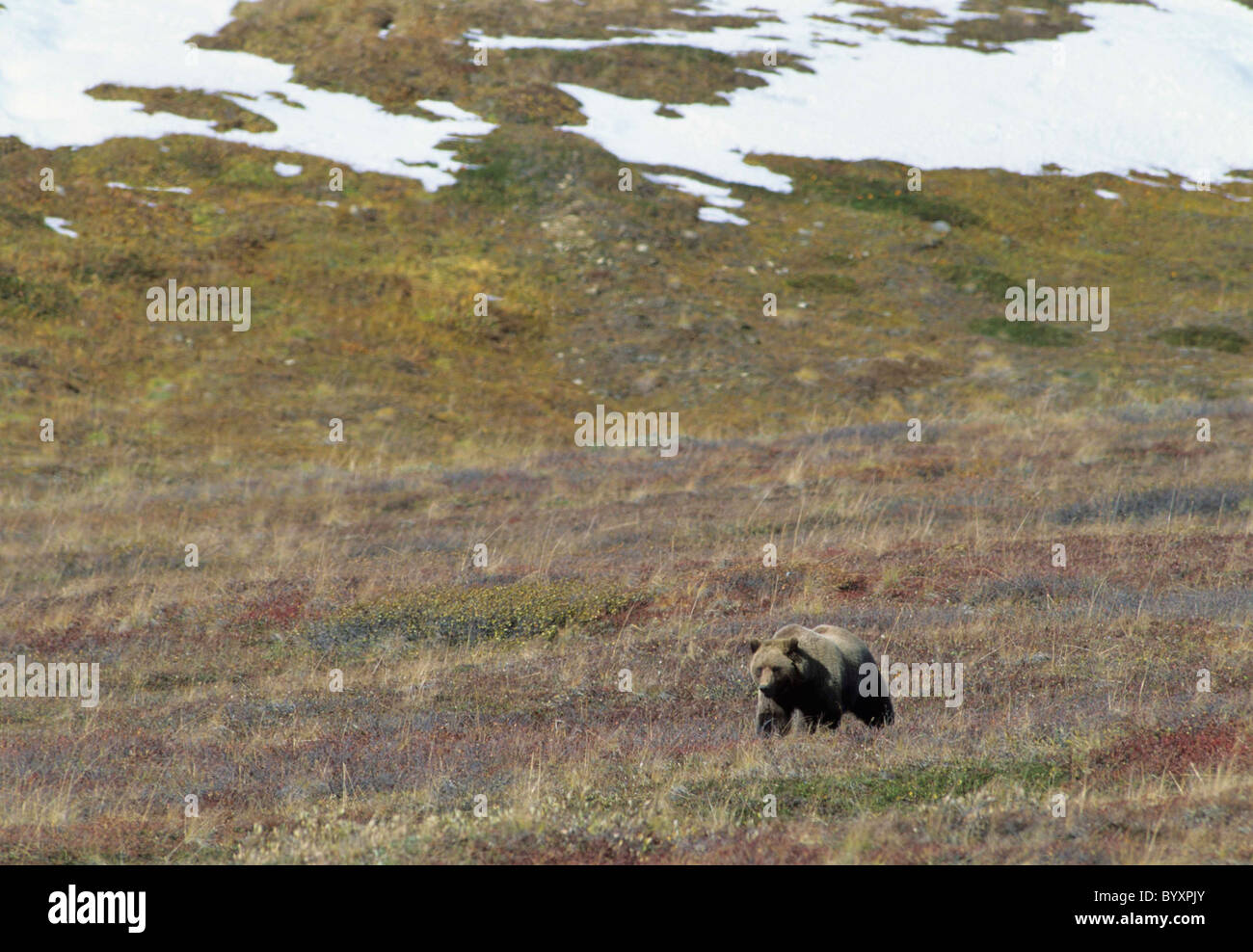 Alaska Denali National Park, di orso bruno Orso Orsi Grizzly Orso ...