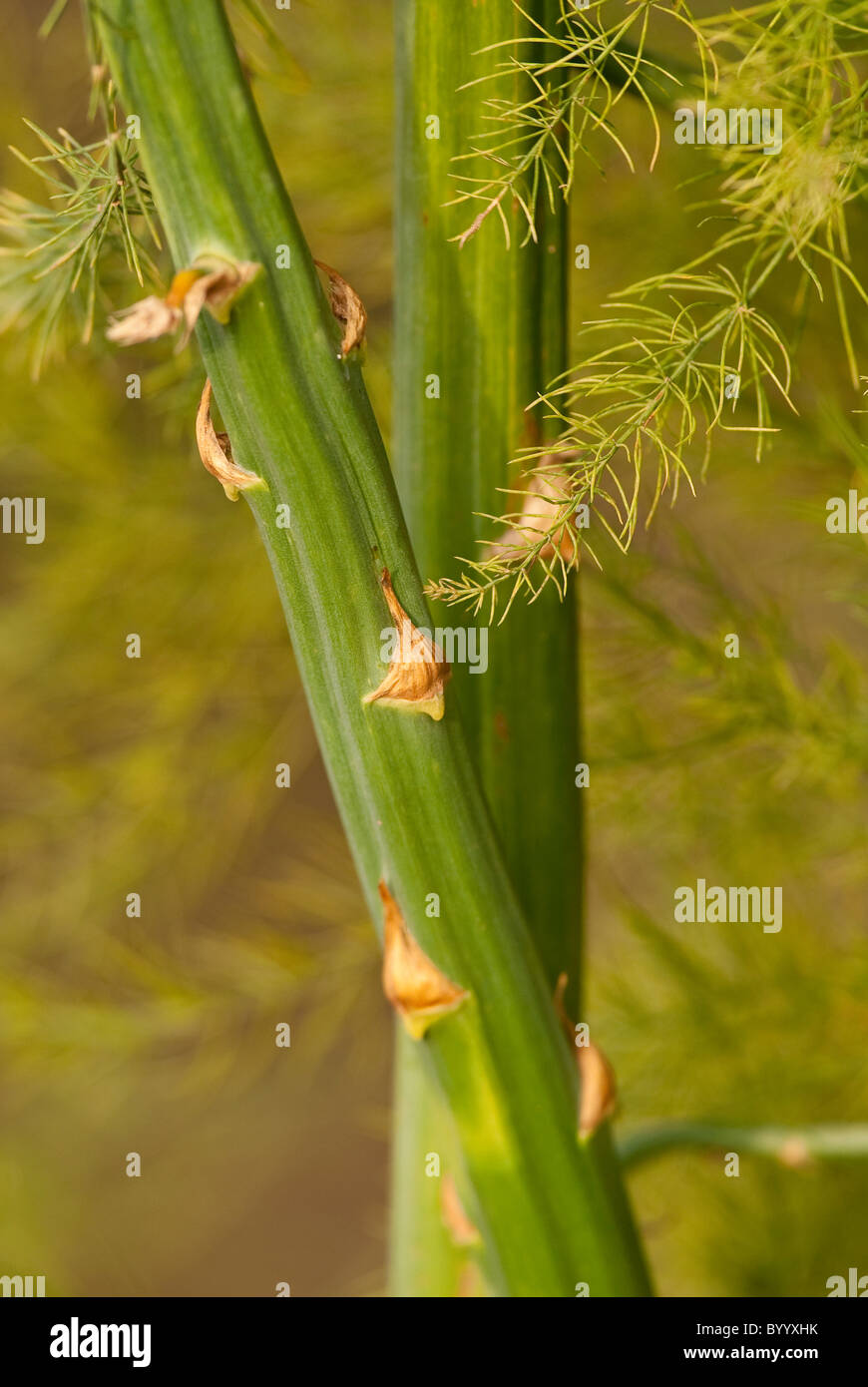 Pianta di asparagi officinalis immagini e fotografie stock ad alta ...