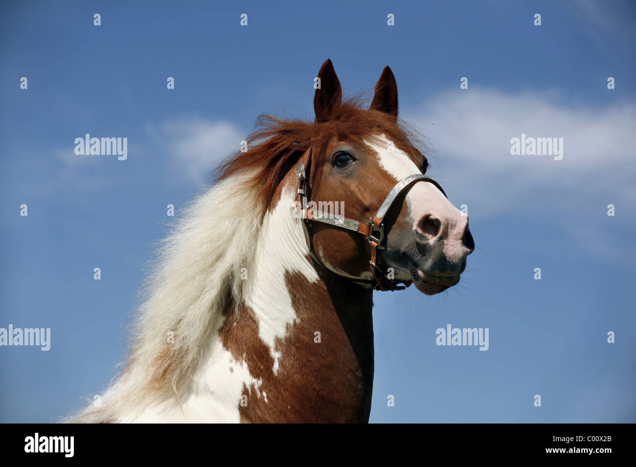 Cavallo stallone immagini e fotografie stock ad alta risoluzione - Alamy