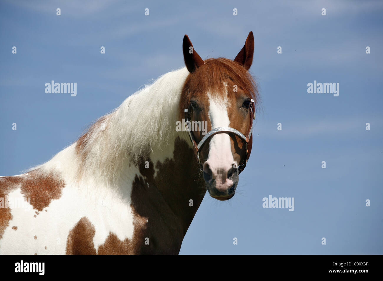 Cavallo stallone immagini e fotografie stock ad alta risoluzione - Alamy