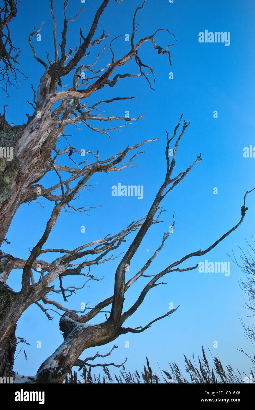 Albero Con Rami Secchi Immagini e Fotos Stock - Alamy