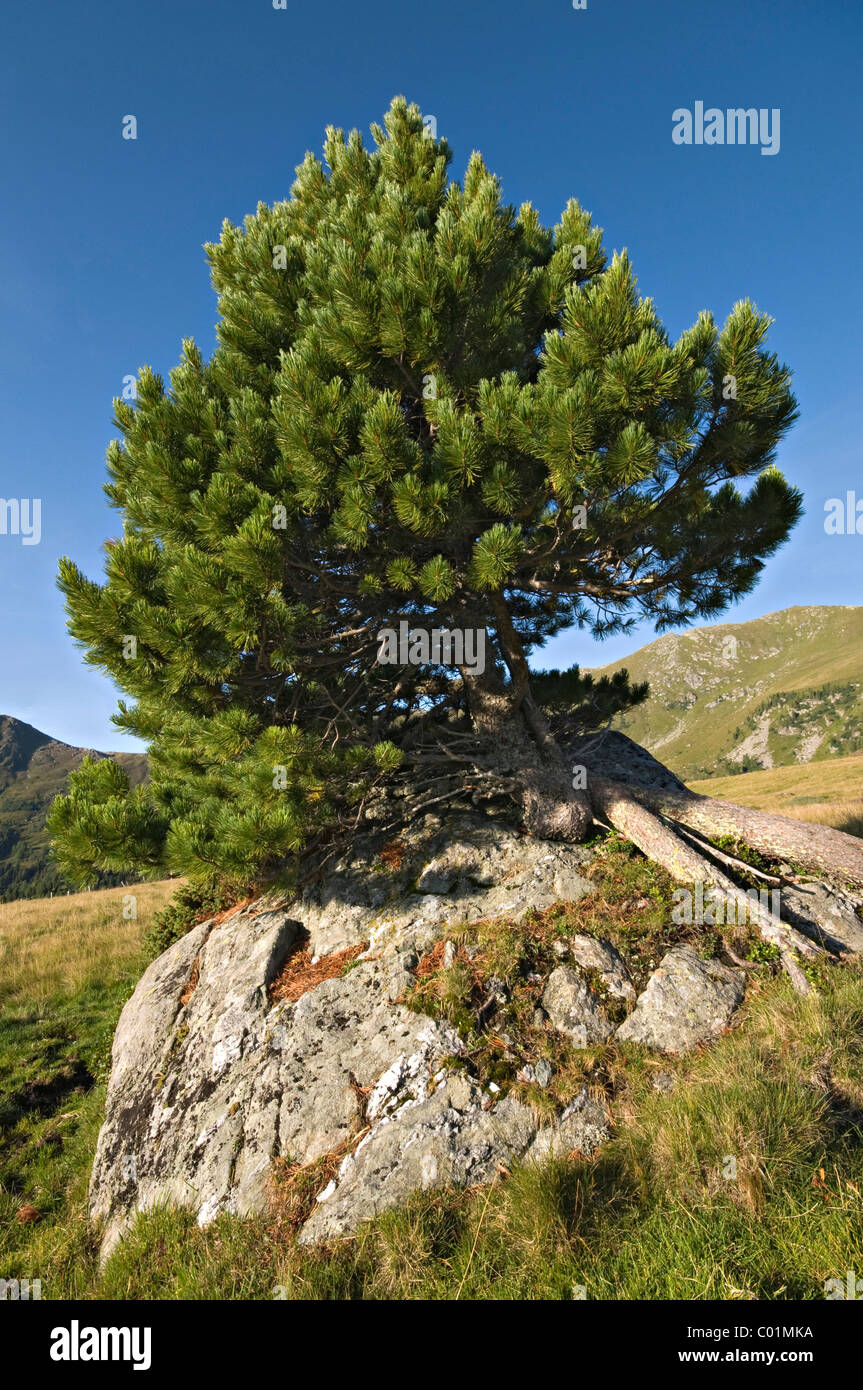 Pino cembro o Arolla pine (Pinus cembra), Parco Nazionale Nockberge ...