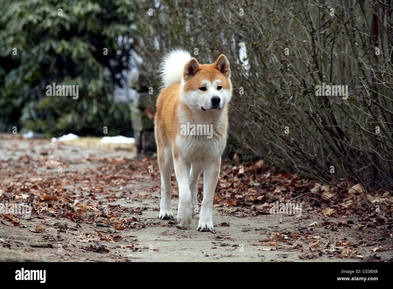 A Dogs Story Hachi A Dogs Tale Hachiko Immagini e Fotos Stock - Alamy