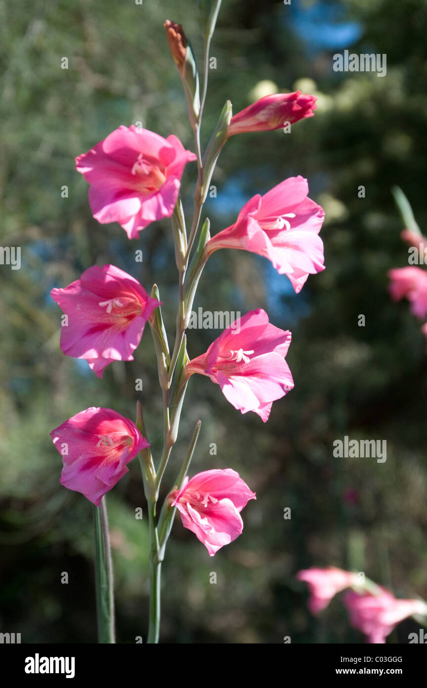 Perth australia piante autoctone immagini e fotografie stock ad alta ...