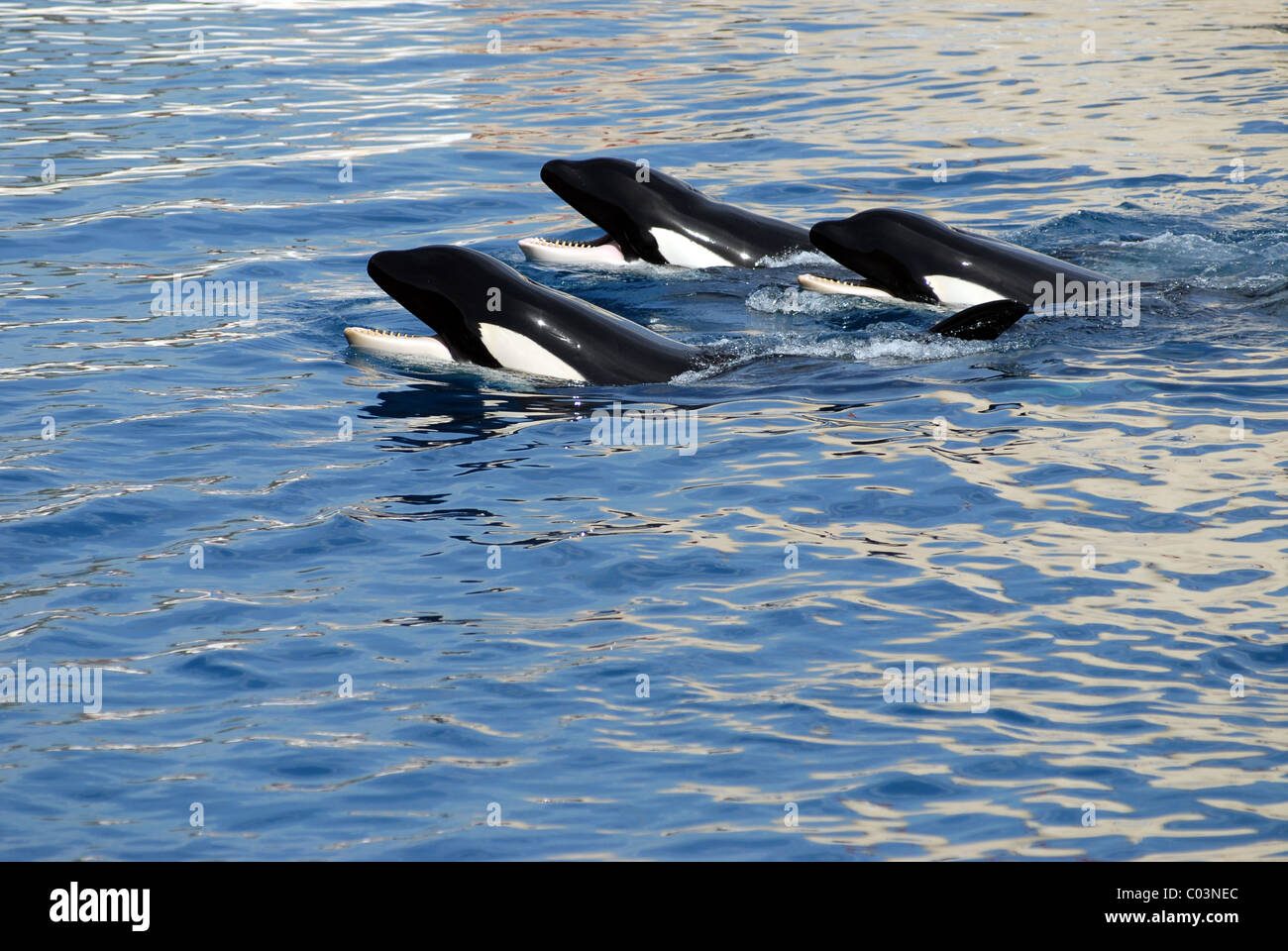 Killer whale orca tooth orcinus immagini e fotografie stock ad alta ...