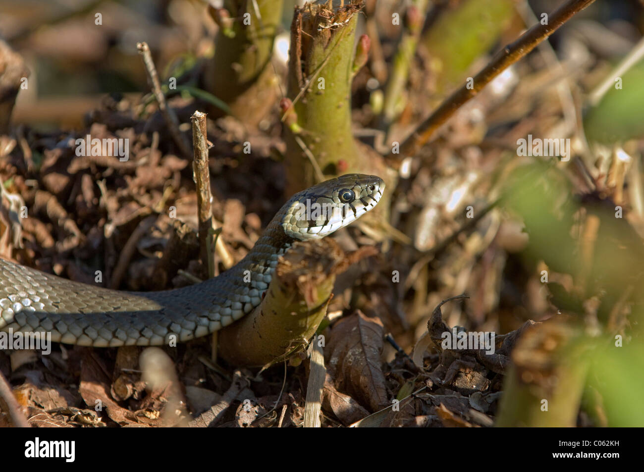 Ringelnatter natrix natrix grass snake immagini e fotografie stock ad ...
