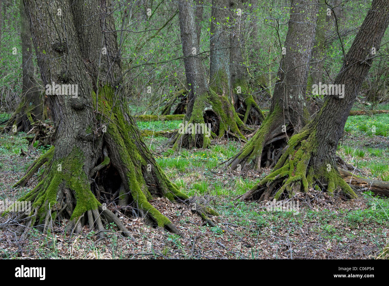 Ontano europeo, ontano nero (Alnus glutinosa) alberi in una palude ...