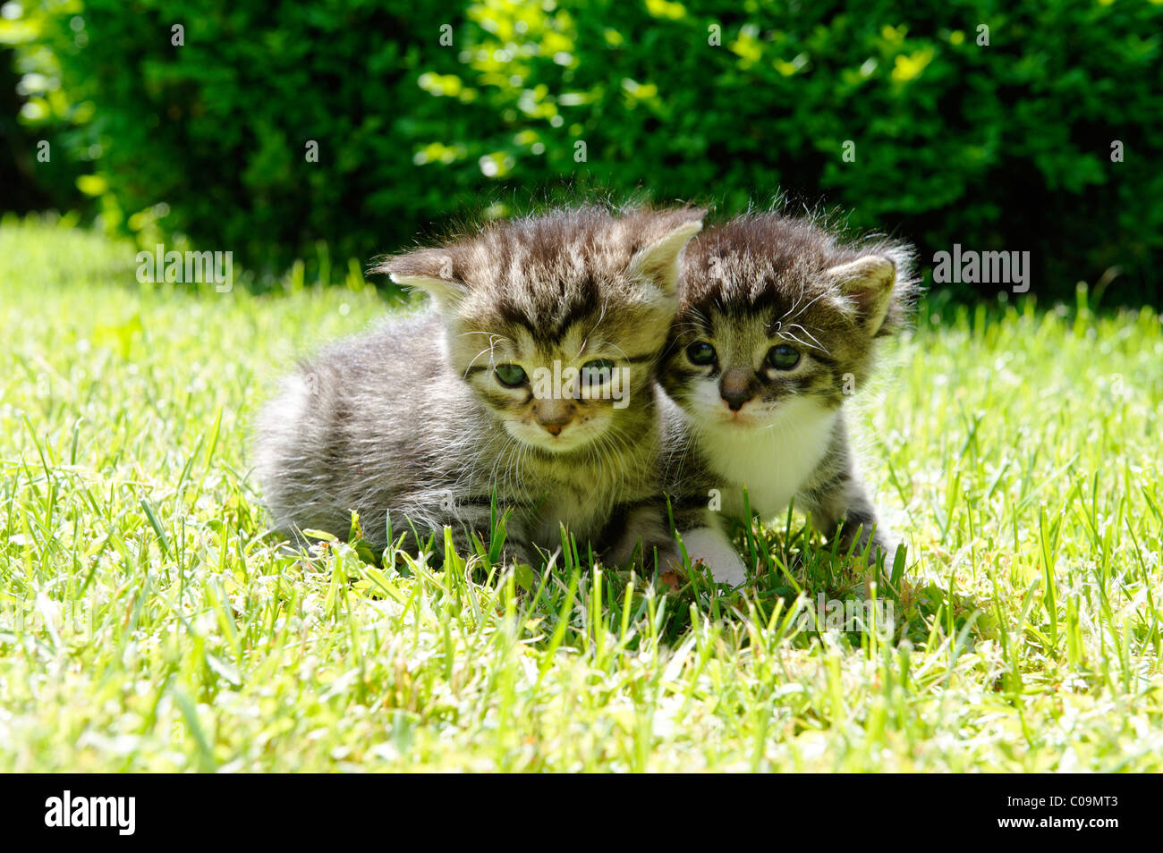 Gattini Alla Ricerca Immagini e Fotos Stock - Alamy