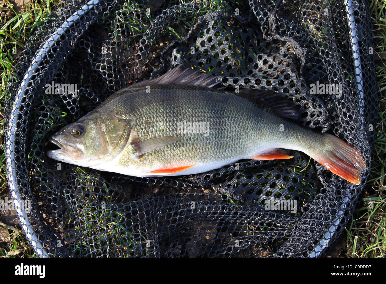 Pesce persico catturato immagini e fotografie stock ad alta risoluzione ...
