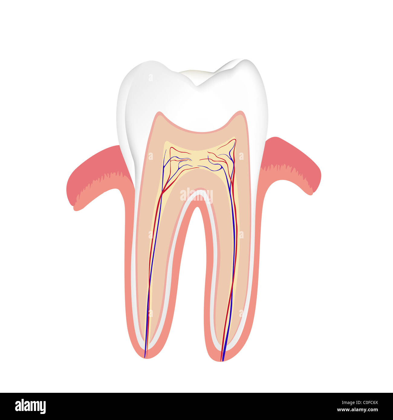Anatomia del dente immagini e fotografie stock ad alta risoluzione - Alamy
