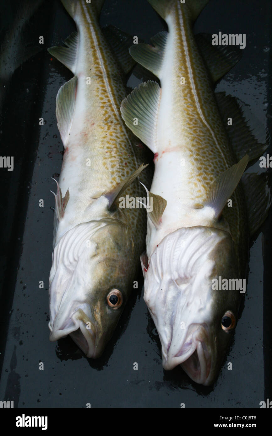 Gadus morhua immagini e fotografie stock ad alta risoluzione - Alamy