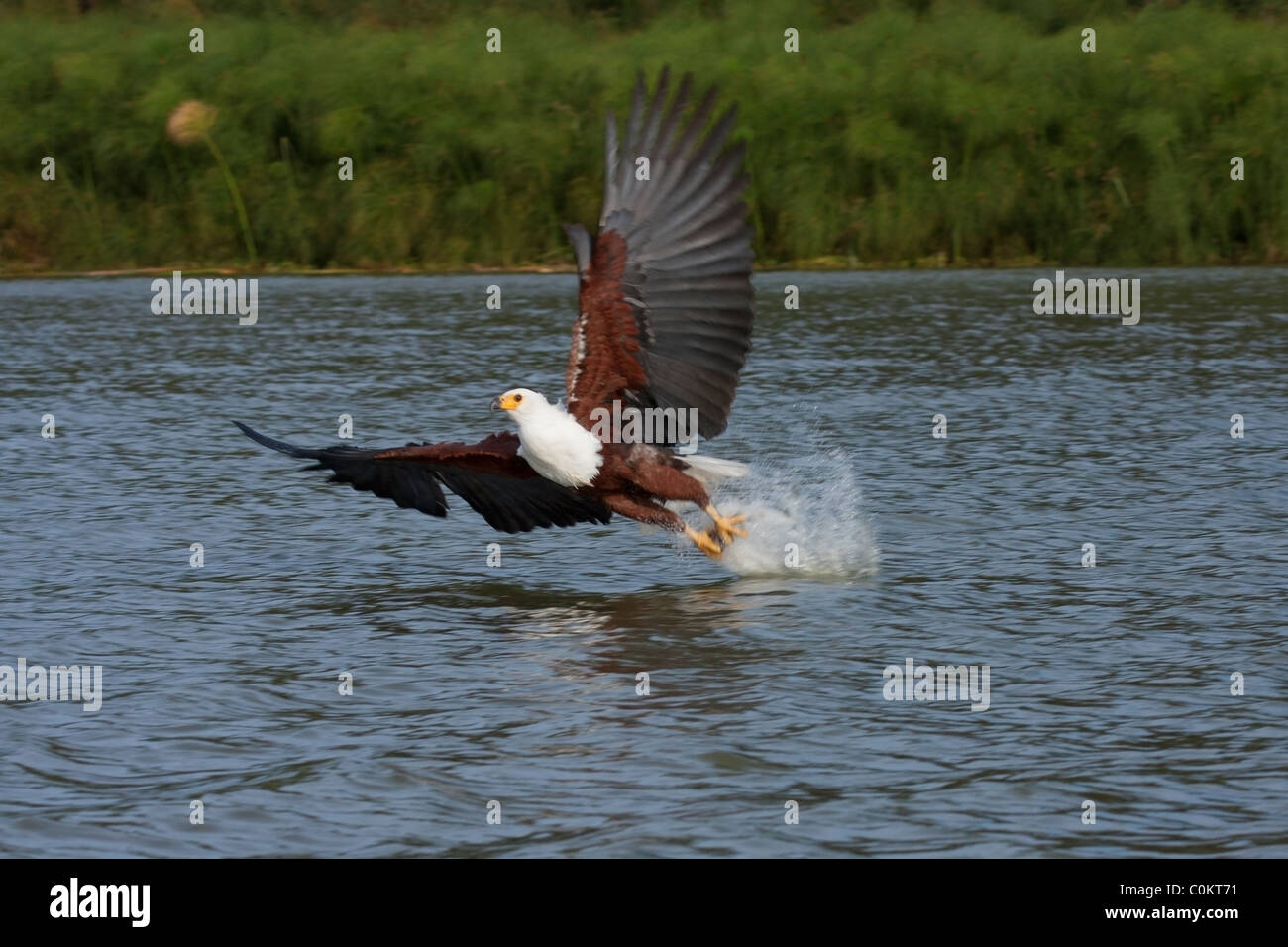 Pesce aquila pescatrice africana immagini e fotografie stock ad alta ...