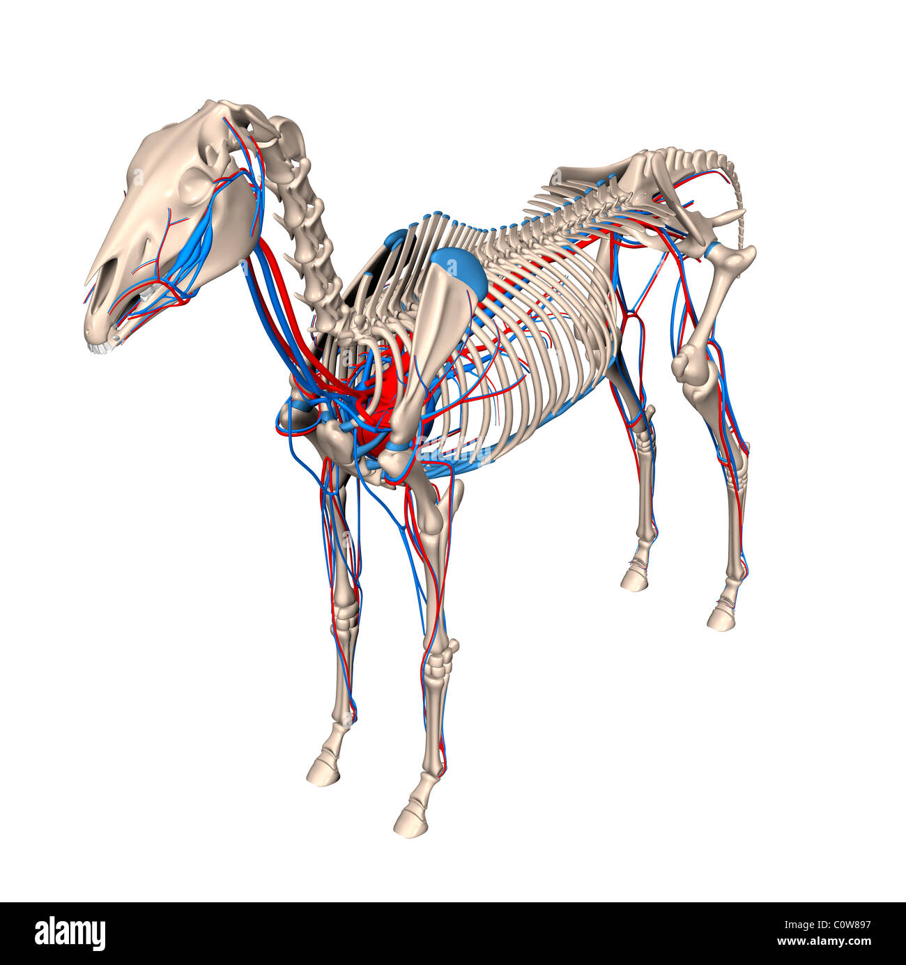 Anatomia del cavallo di cuore lo scheletro di circolazione Foto stock ...