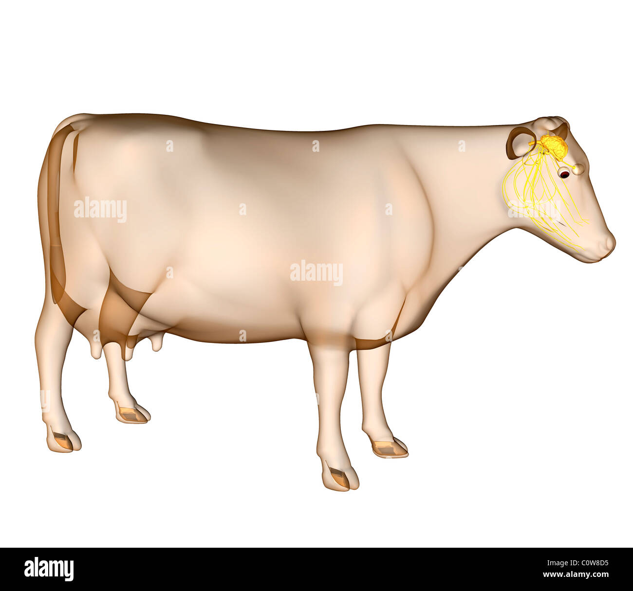 Anatomia del cervello di mucca Foto stock - Alamy