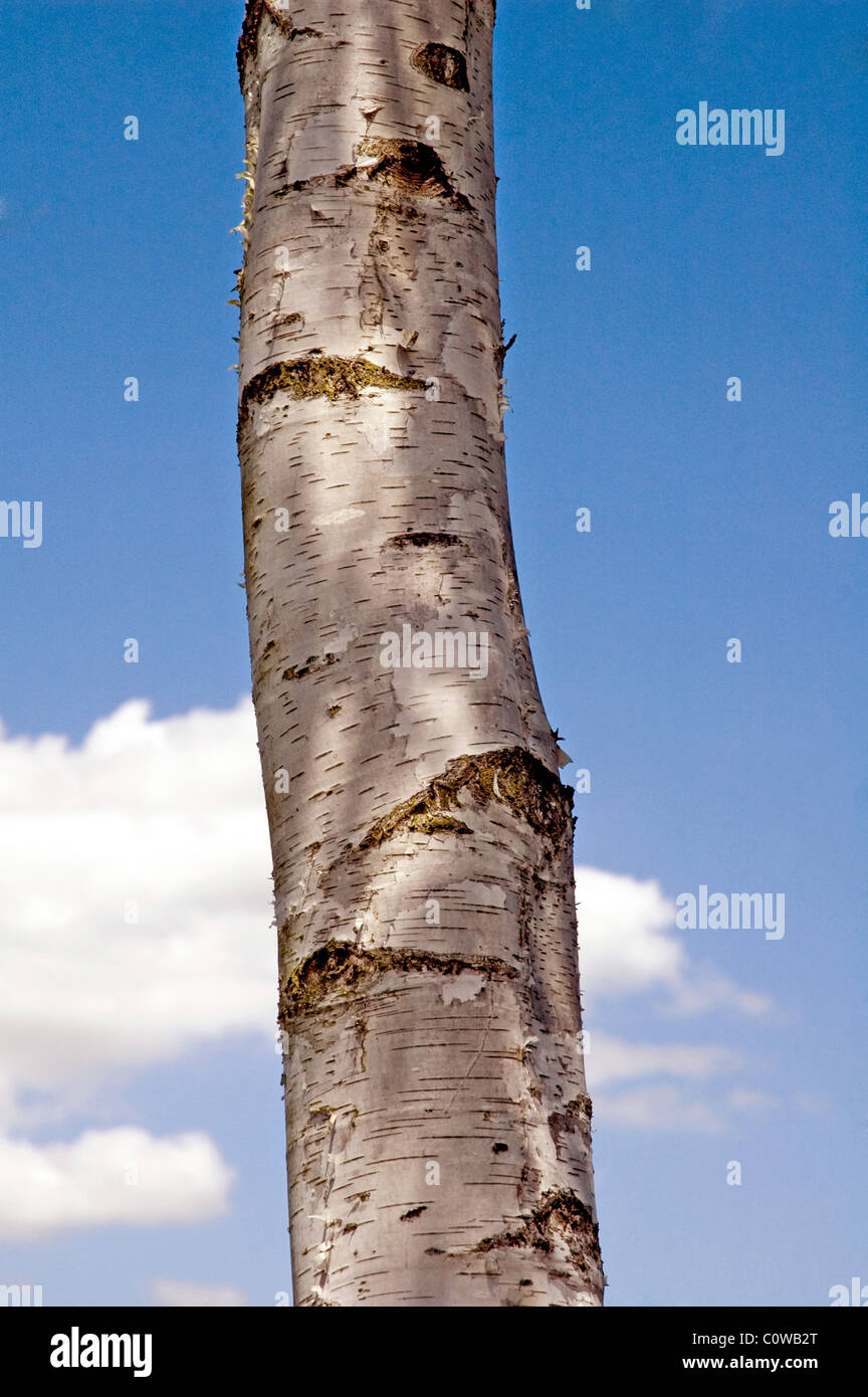 Tronco d'albero betulla pendula betulla d'argento immagini e fotografie ...