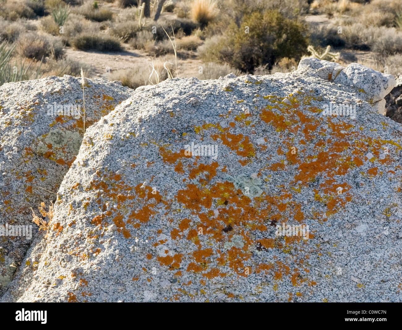 Crustose licheni su una roccia nel deserto di Mojave, California Foto ...