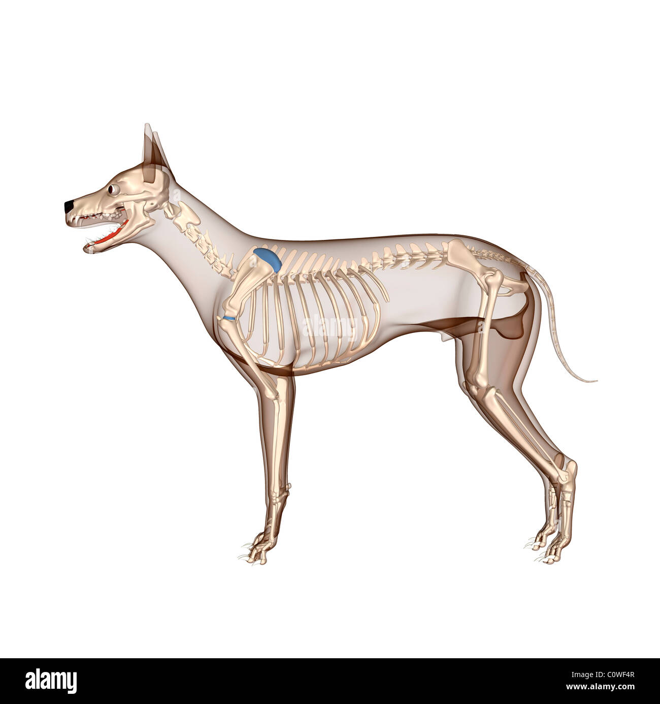 Anatomia del cane immagini e fotografie stock ad alta risoluzione - Alamy