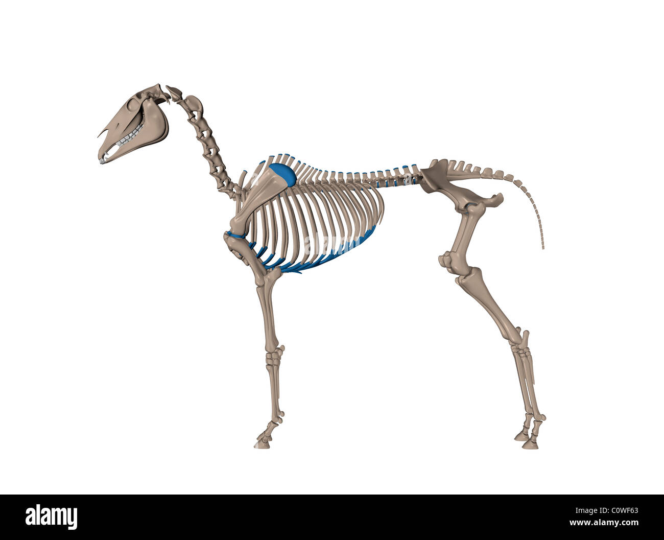 Scheletro cavallo immagini e fotografie stock ad alta risoluzione - Alamy