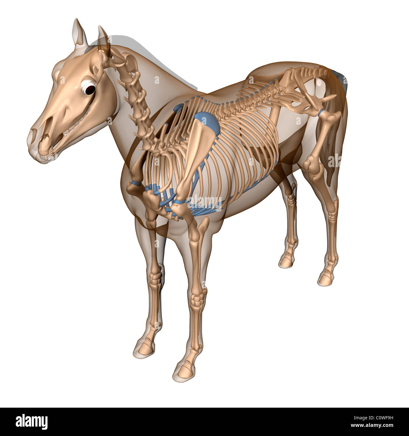 Cavallo anatomia dello scheletro del corpo trasparente Foto stock - Alamy