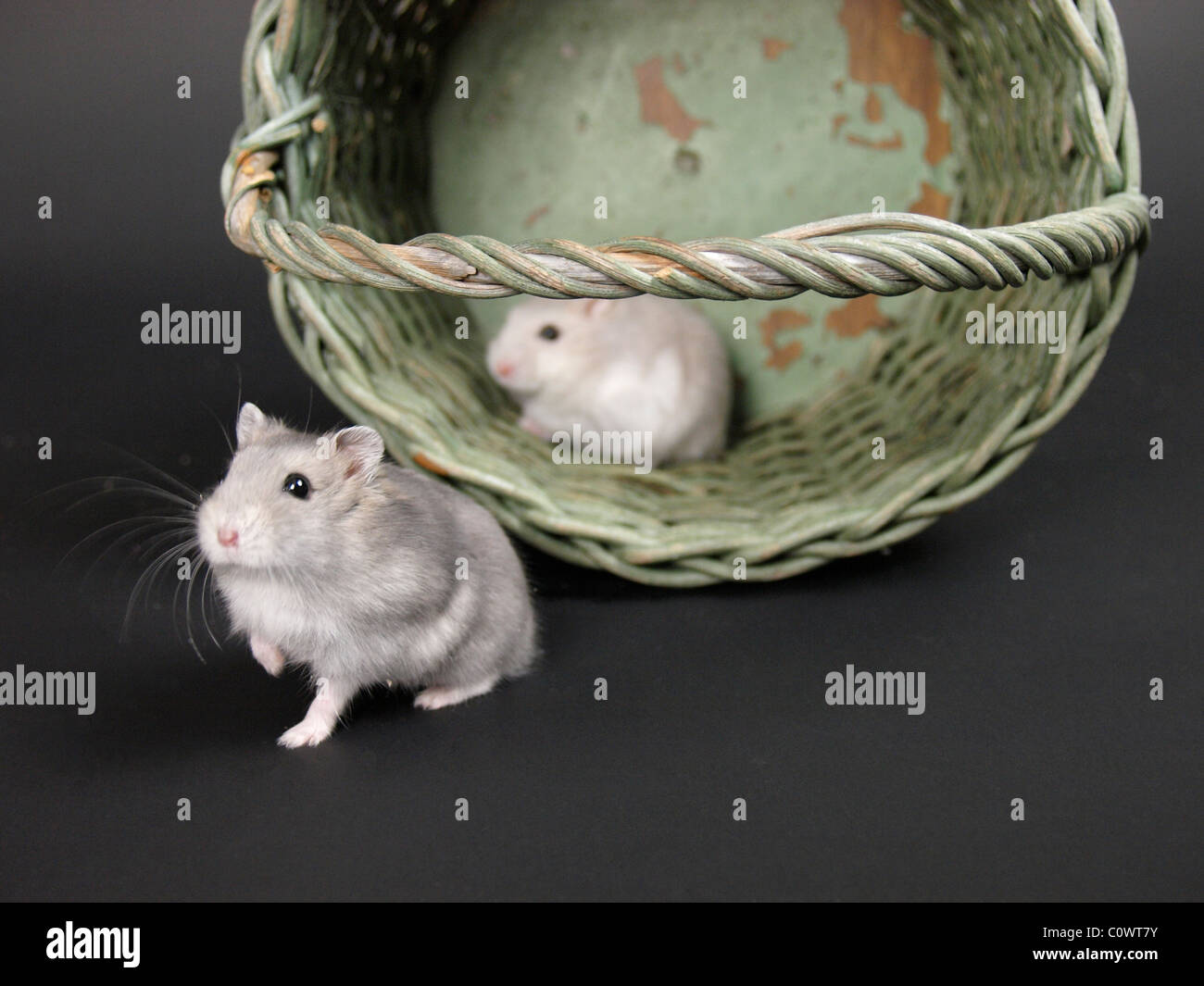 Criceti carini immagini e fotografie stock ad alta risoluzione - Alamy