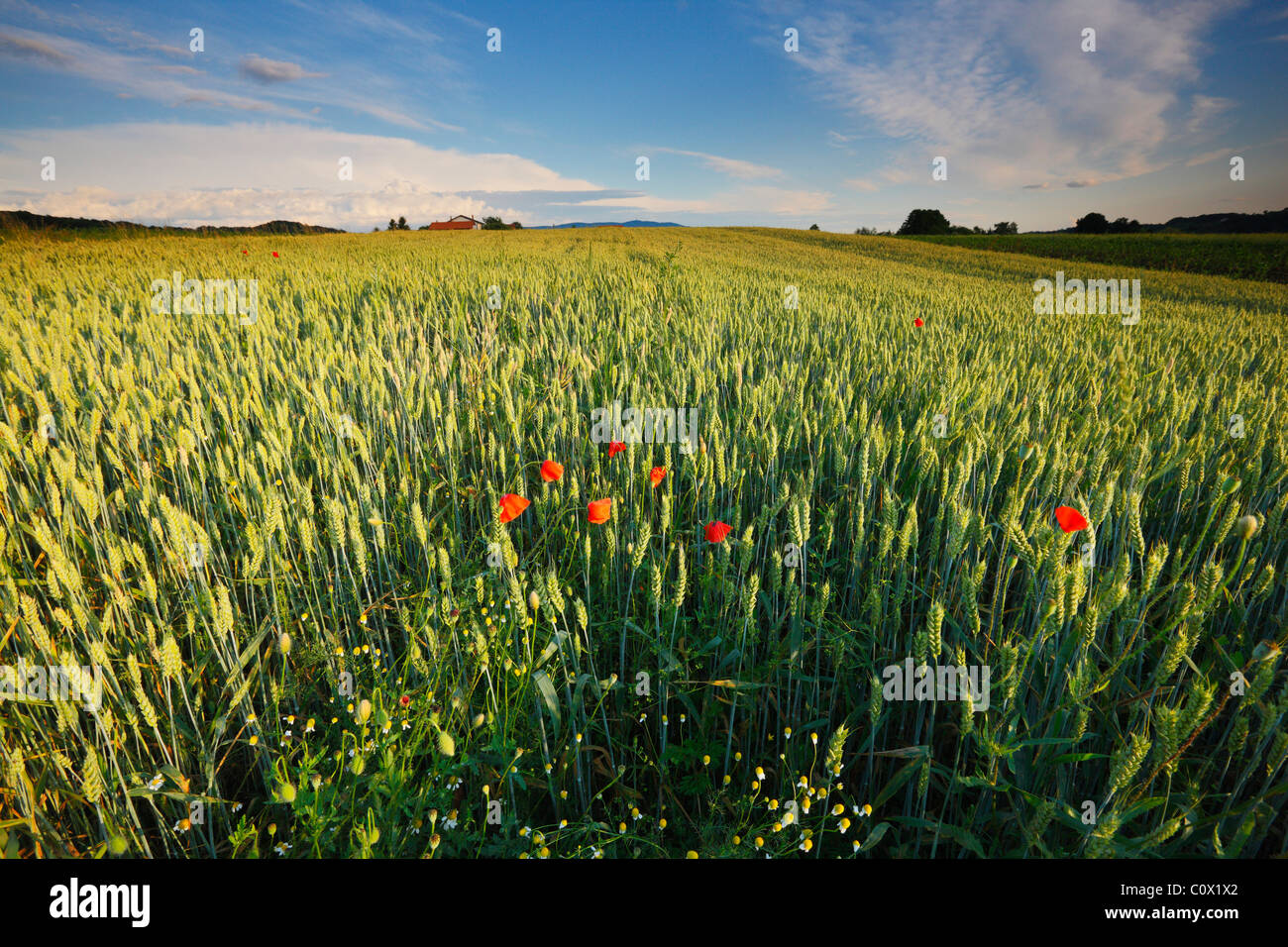 Campo di grano senza fine immagini e fotografie stock ad alta ...