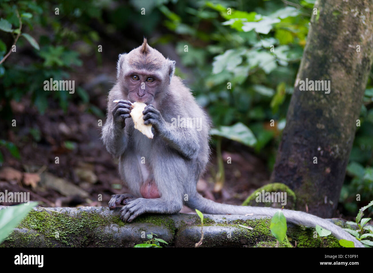 Macaco balinese o macaco mangia granchi o macaco a coda lunga immagini ...