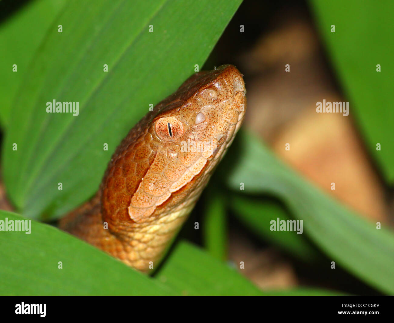 Agkistrodon contortrix contortrix immagini e fotografie stock ad alta ...