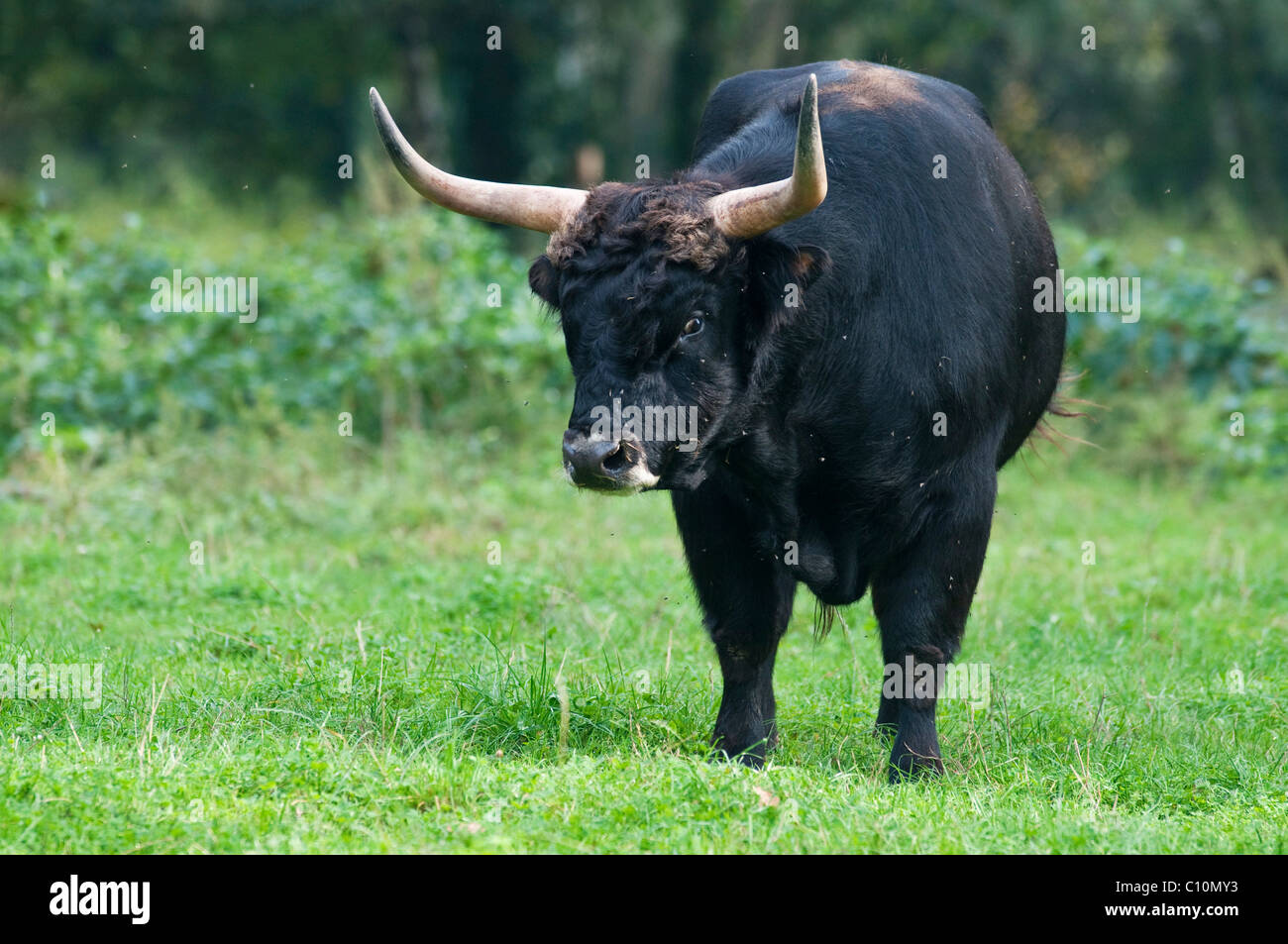 Uro o Urus (Bos primigenius), Bull, contenitore, Germania, Europa Foto ...