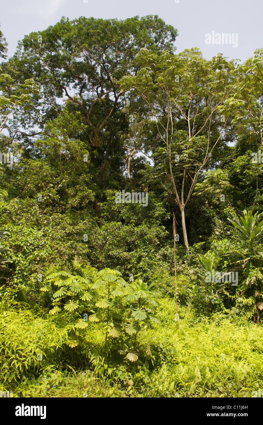 La giungla equatoriale immagini e fotografie stock ad alta risoluzione ...