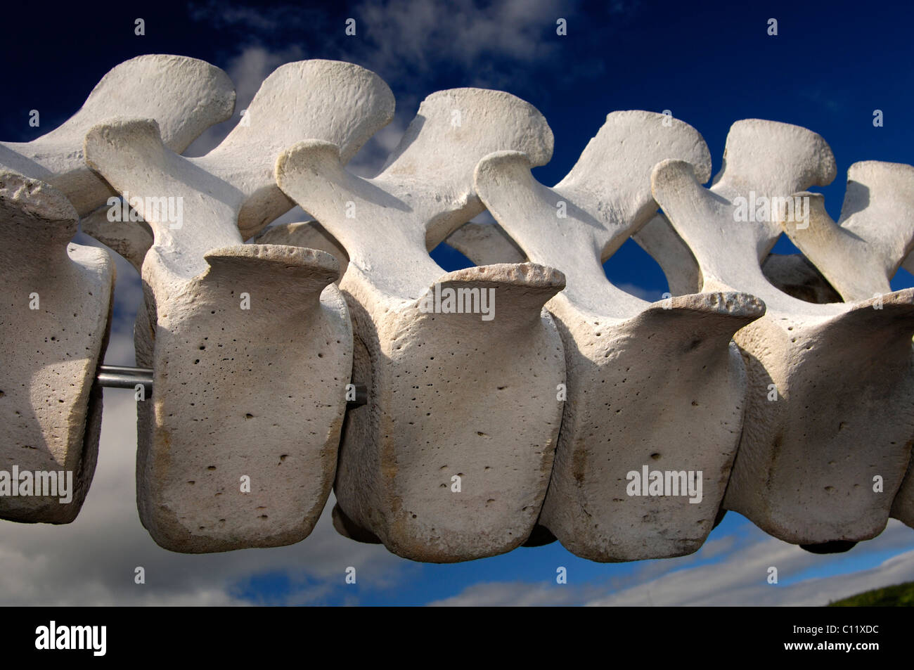 Spina dorsale della balena immagini e fotografie stock ad alta ...
