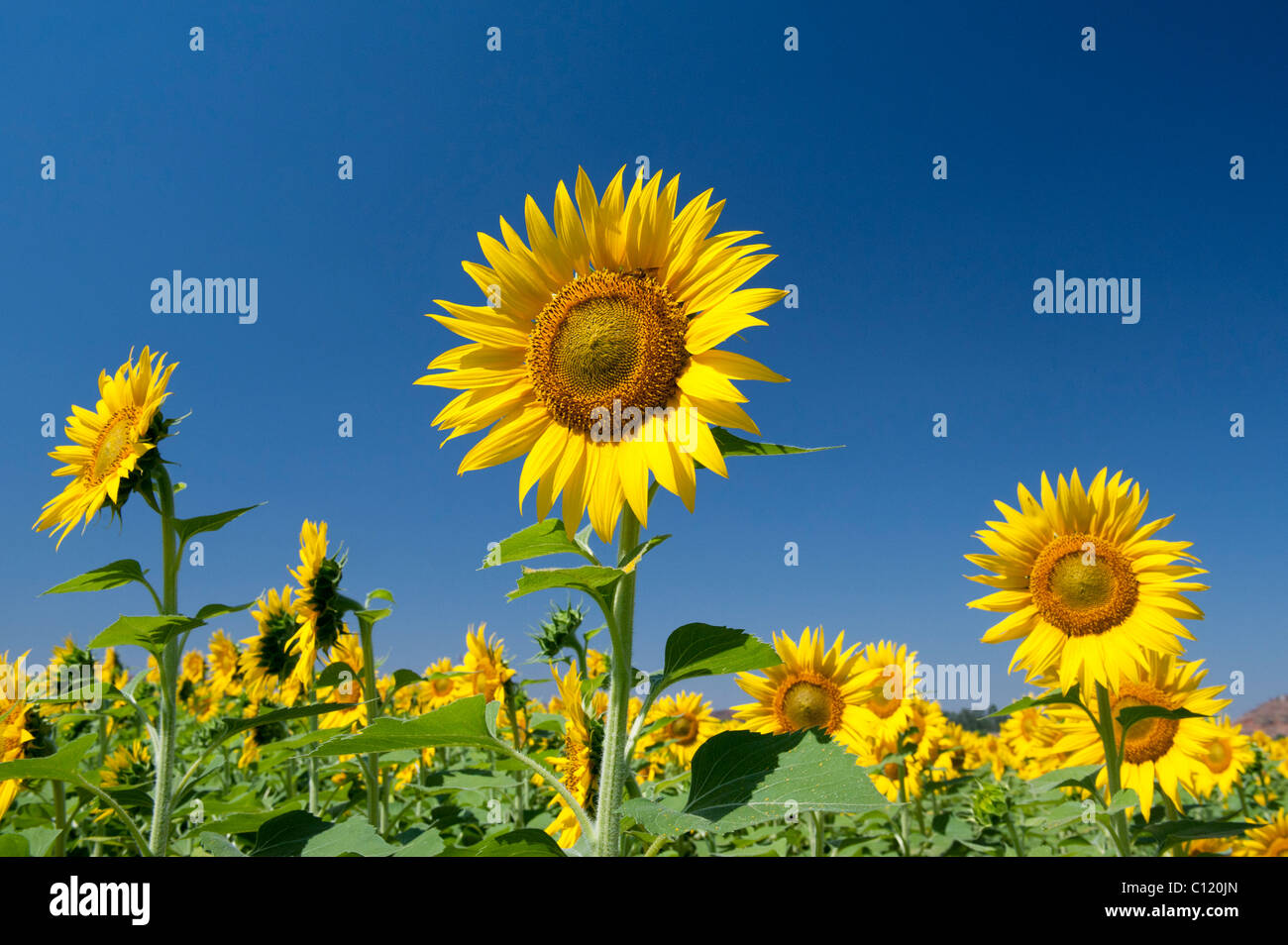 Girasoli Girasoli Girasoli Campo Di Girasoli Immagini e Fotos Stock - Alamy